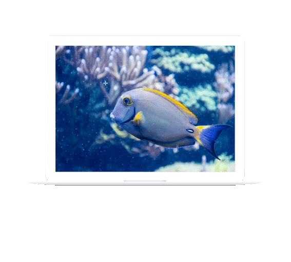 Fishial.AI | Enabling Fishial Recognition